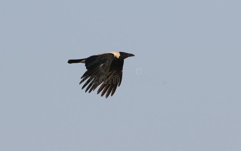 Mesopotamian Crow, Corvus (cornix) Capellanus Stock Image - Image of ...