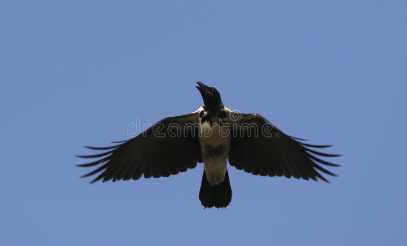 Mesopotamian Crow, Corvus (cornix) Capellanus Stock Image - Image of ...