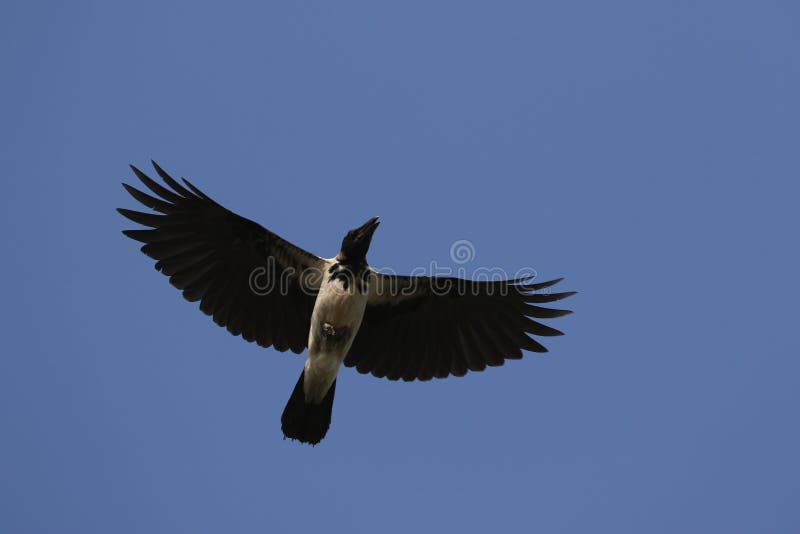 Mesopotamian Crow, Corvus (cornix) Capellanus Stock Image - Image of ...