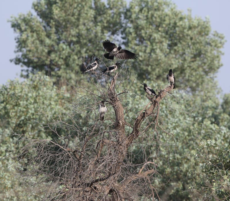 Mesopotamian Crwo, Corvus Corone Ssp. Capellanus Stock Photo - Image of ...
