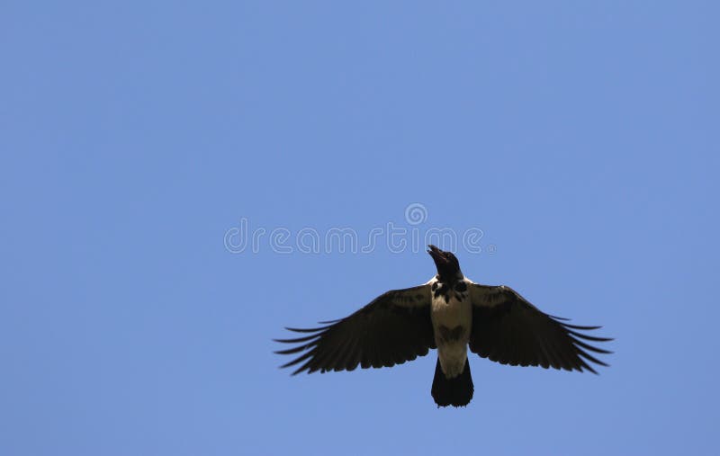 Mesopotamian Crwo, Corvus Corone Ssp. Capellanus Stock Image - Image of ...