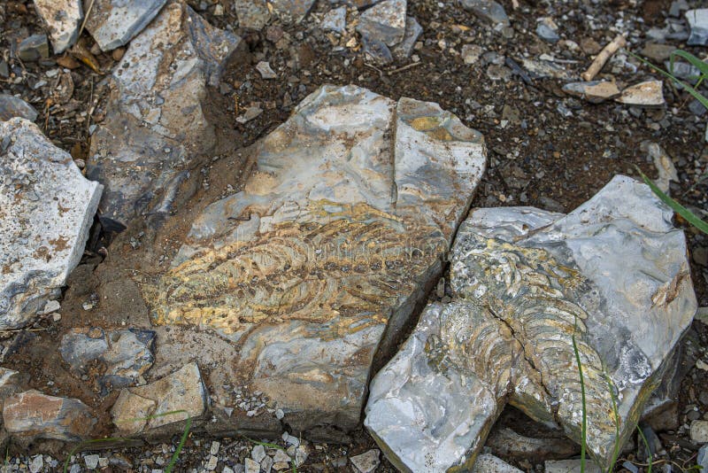 Mesosaurus Fossil in African Bush in Namibia Stock Image - Image of ...