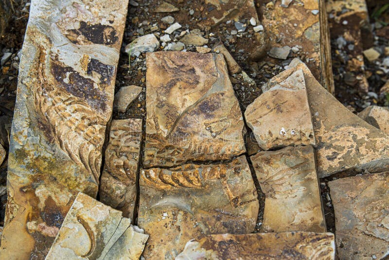 Mesosaurus Fossil in African Bush in Namibia Stock Photo - Image of ...