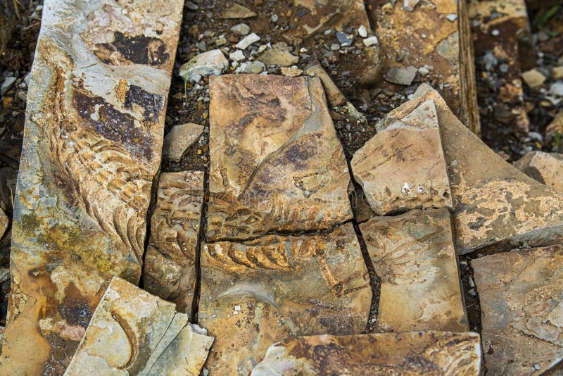 Mesosaurus Fossil in African Bush in Namibia Stock Image - Image of ...