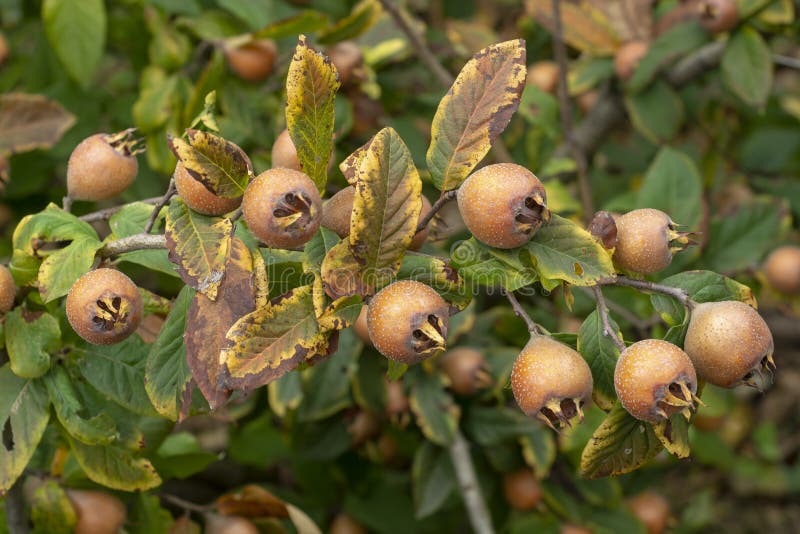 Mespilus Germanica, Medlar - Wild Plant Stock Photo - Image of ...