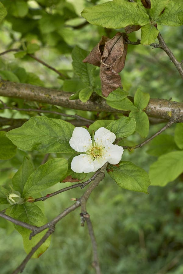 Mespilus Germanica Tree in Bloom Stock Photo - Image of close ...