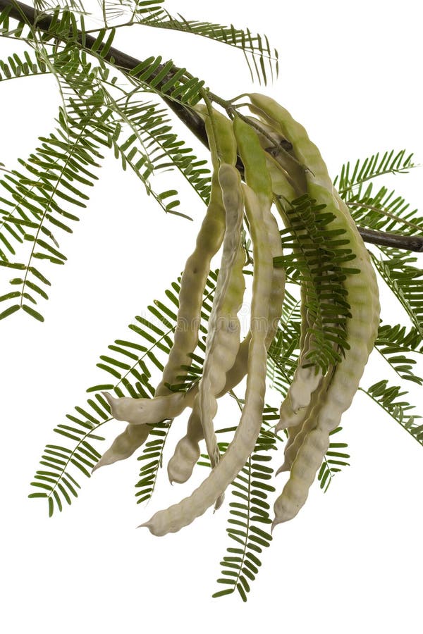 Mesquite tree in desert stock image. Image of africas - 12422443