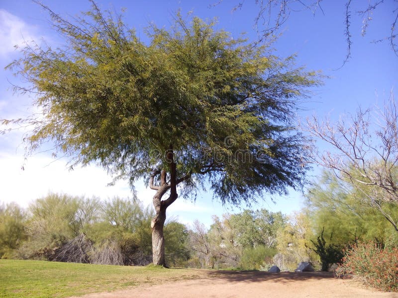 Mesquite tree in desert stock image. Image of africas - 12422443