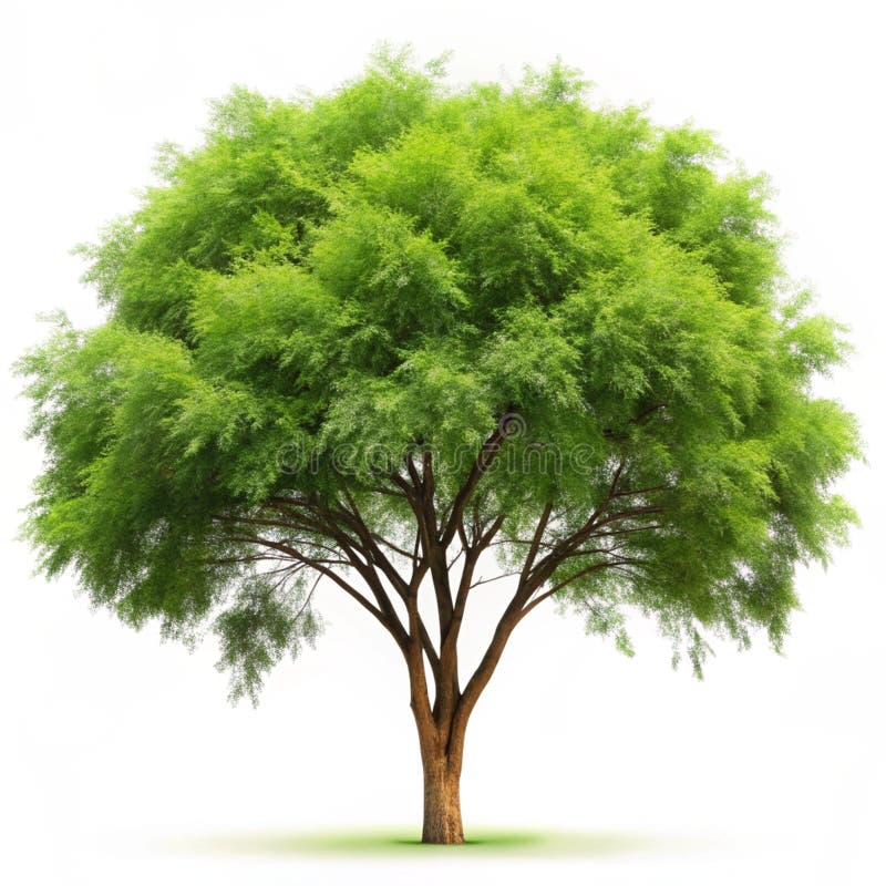 Mesquite Tree Isolated on Transparent Background Stock Illustration ...