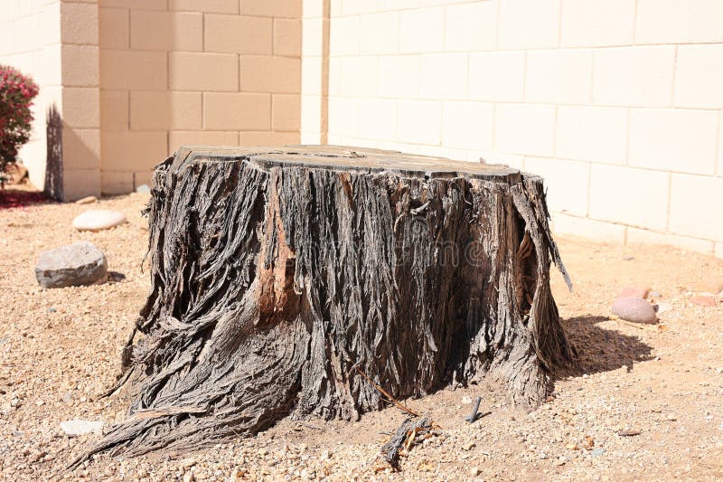 Mesquite Tree Stump with Dark Brown Bark Stock Photo - Image of closeup ...