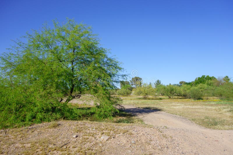 Mesquite Trees in Undeveloped Desert Patch, Arizona Stock Photo - Image ...