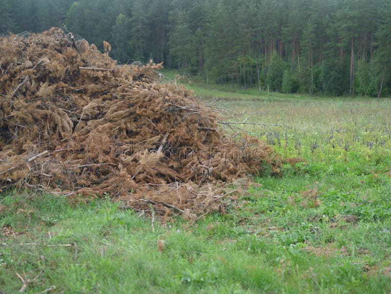 Pine trees cut stock photo. Image of pile, cloudy, pine - 121708034