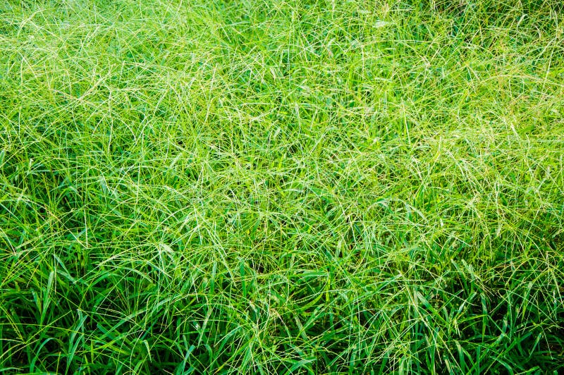 Mess green grass stock image. Image of summer, white - 36782389