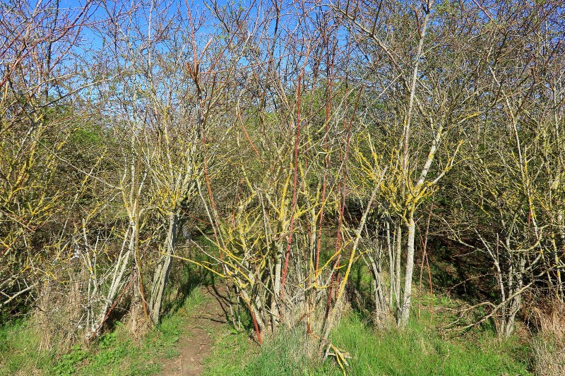 Mess of Tangled Thorn Bushes and Bare Trees Stock Photo - Image of blue ...
