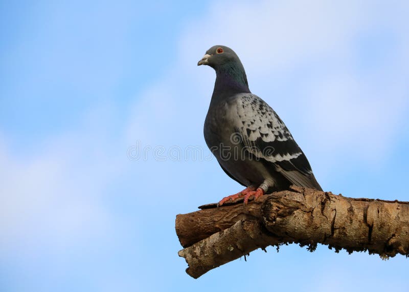 Un messager-pigeon gris photo stock. Image du silhouette - 23860986