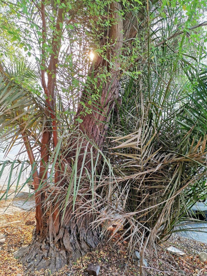 Messed Up Tree Trunk and Bushes Stock Photo - Image of light, rain ...
