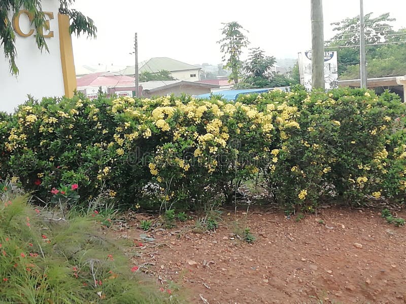 Messi Flower Stock Photos - Free & Royalty-Free Stock Photos from ...