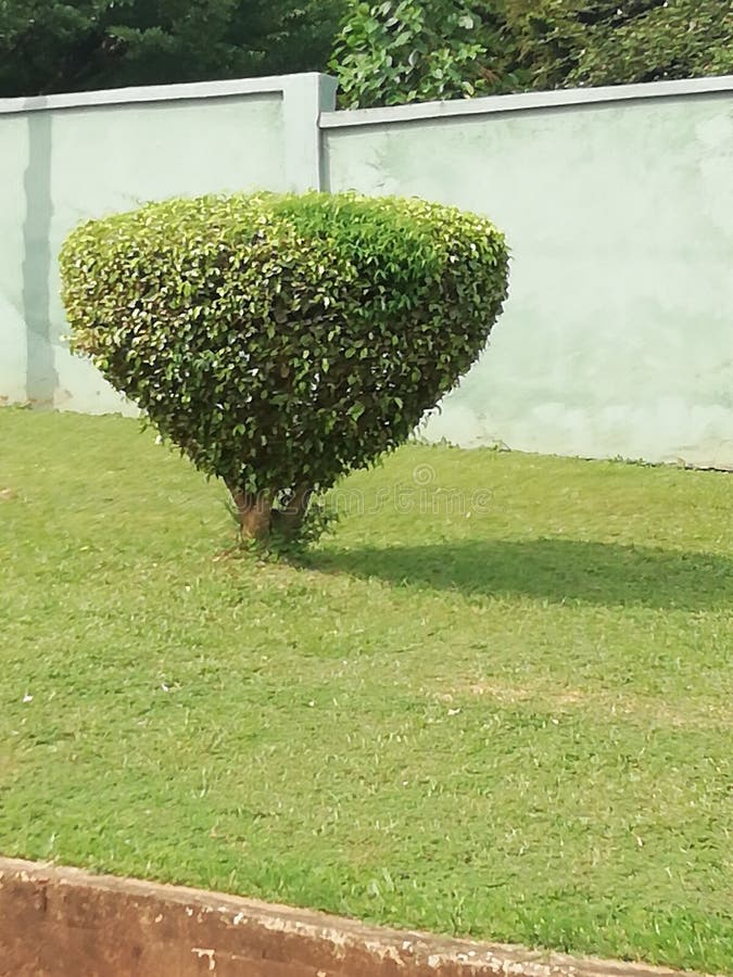 Messi Flower Stock Photos - Free & Royalty-Free Stock Photos from ...