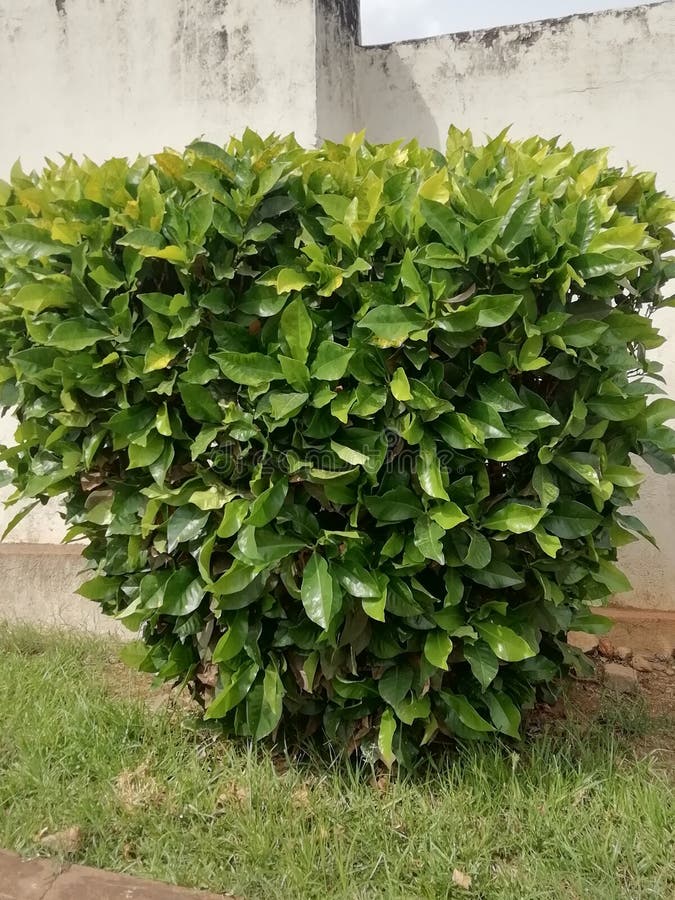 Messi flower nature stock image. Image of shrub, deciduous - 179749423