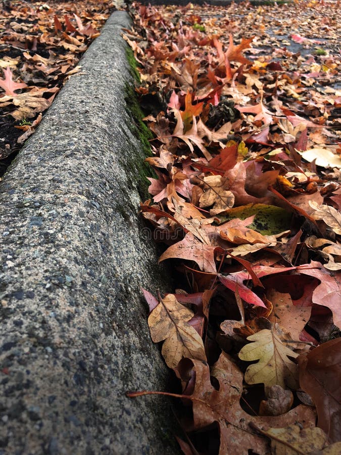 A Messy Autumn Leaves stock photo. Image of leaves, autumn - 105033718