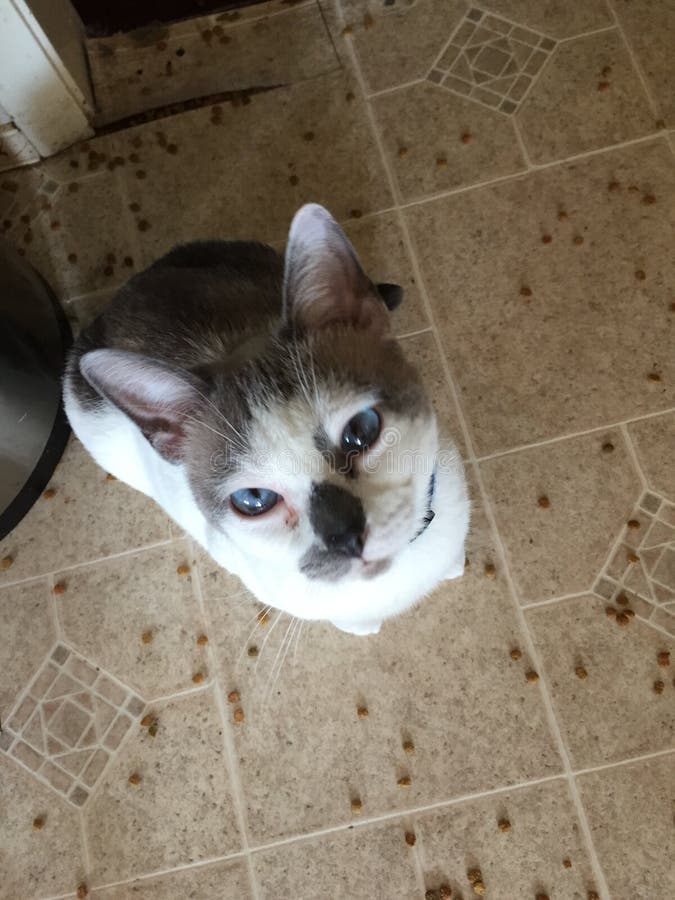 Messy Cat stock photo. Image of trouble, eyed, mess - 170138274