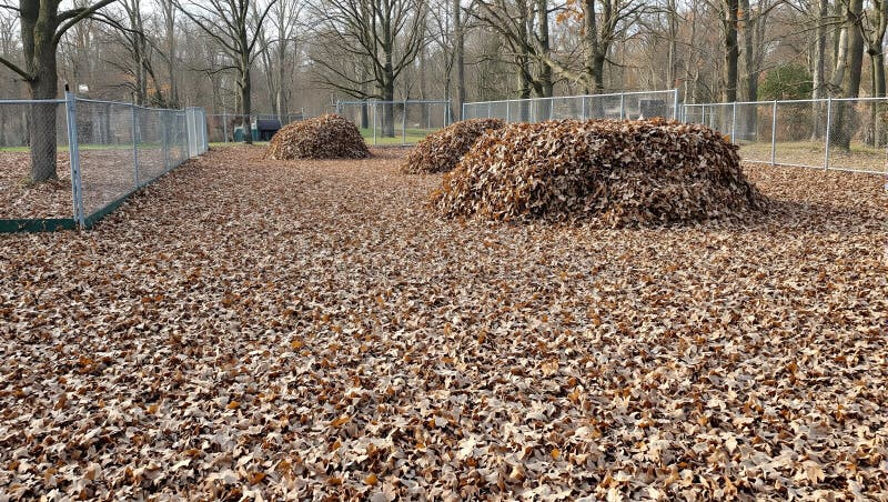 Messy Dog Run Covered in Leaves Hindering Play Stock Illustration ...