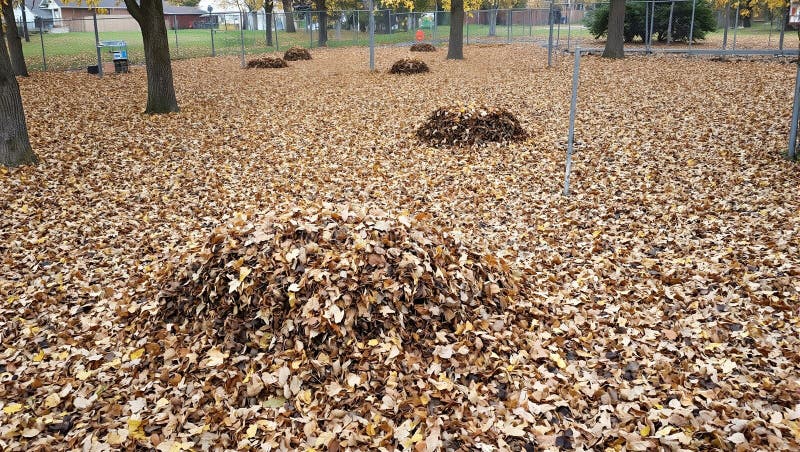 Messy Dog Run Covered in Leaves Hindering Play Stock Illustration ...