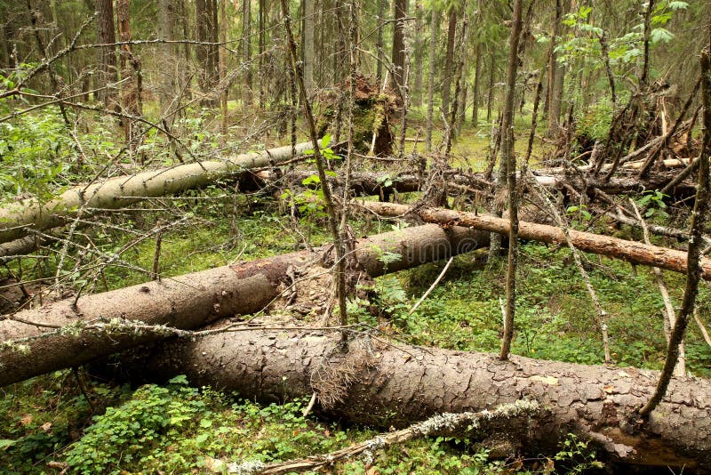 Messy forest stock photo. Image of wild, ecosystem, branch - 43199474