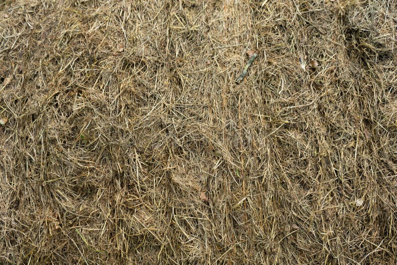 A Messy Hay Stack Texture Topview Stock Photo - Image of farming ...