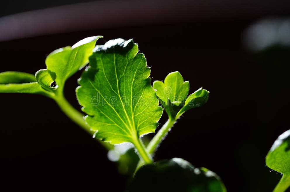 Messy leaf stock photo. Image of green, flower, yellow - 135597262