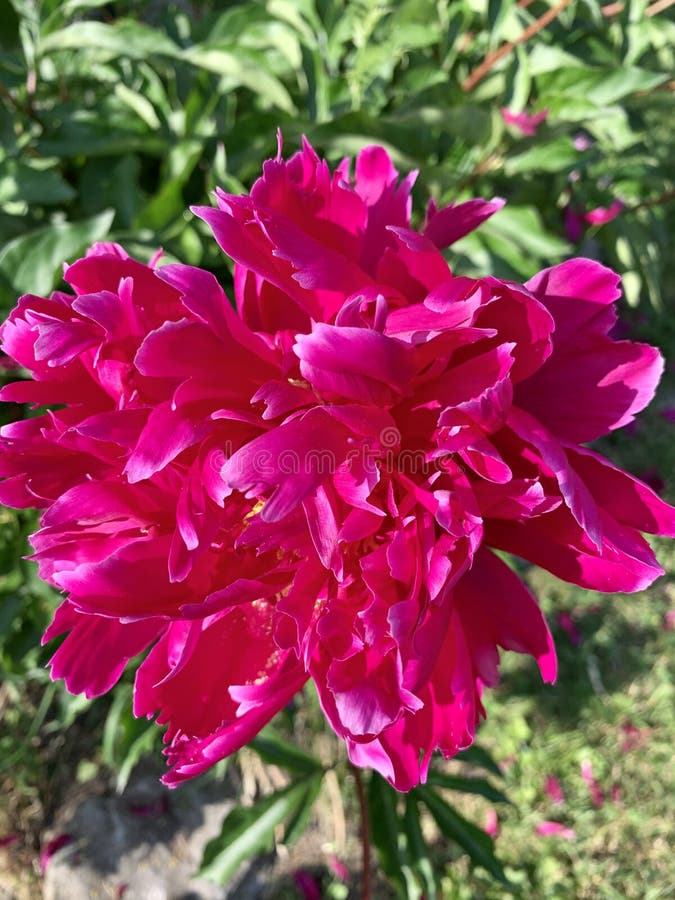 Messy and pink stock photo. Image of nature, flower - 188930272