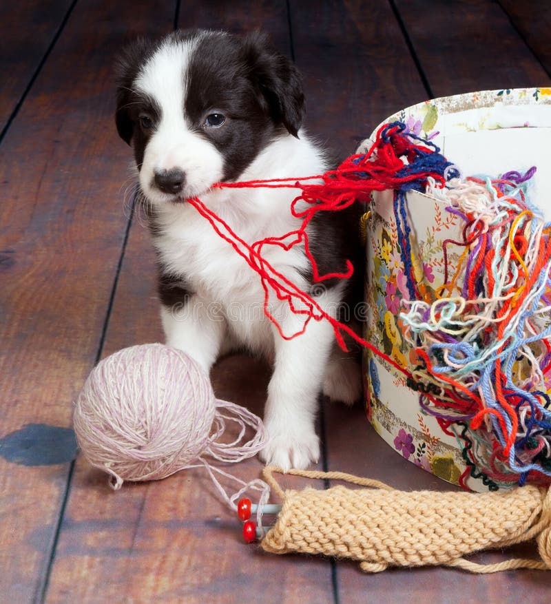 184 Dog Making Mess Stock Photos - Free & Royalty-Free Stock Photos ...