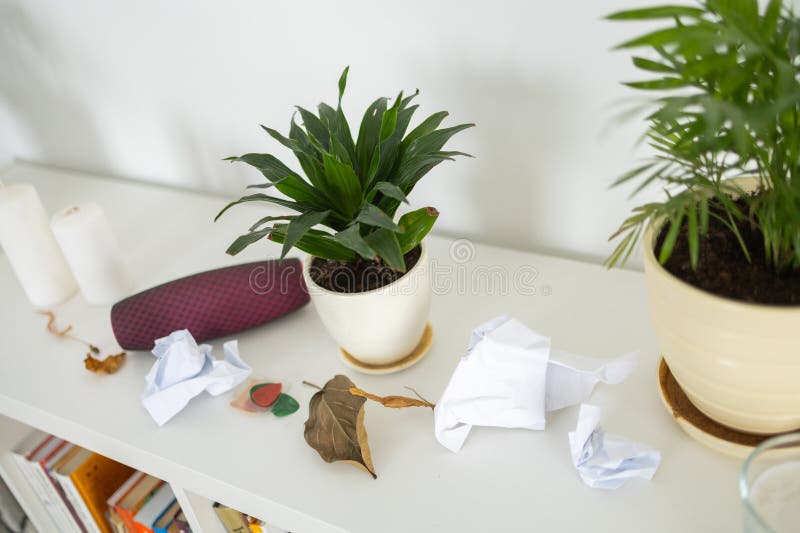 Messy Shelf with Plants, Trash, and Random Objects Scattered Across the ...
