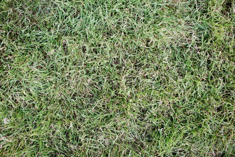 Grassy Stepped Stock Photos - Free & Royalty-Free Stock Photos from ...