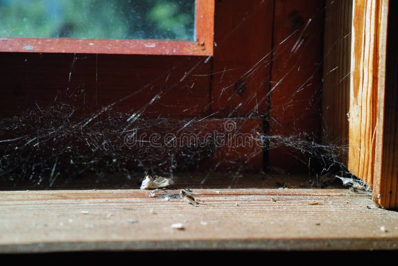 Spider web on a window stock image. Image of untidy - 227894629