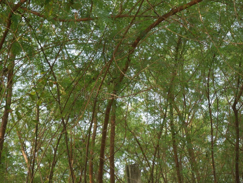 Messy Tree Branches in the Forests of Asia. Stock Image - Image of ...
