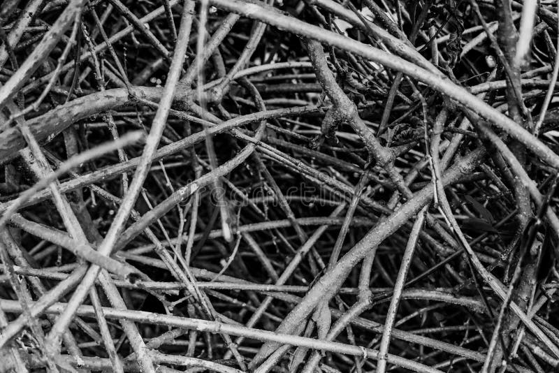 Old and Messy Tree Roots in Mangrove Forest in Thailand Stock Image ...