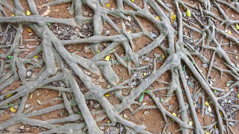 Messy Tree Roots Background Illustration Stock Photo - Image of tree ...