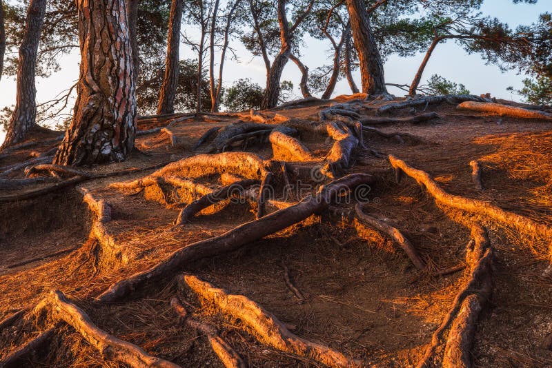 Tree Roots in a Pine Forest Stock Image - Image of surface, colorful ...