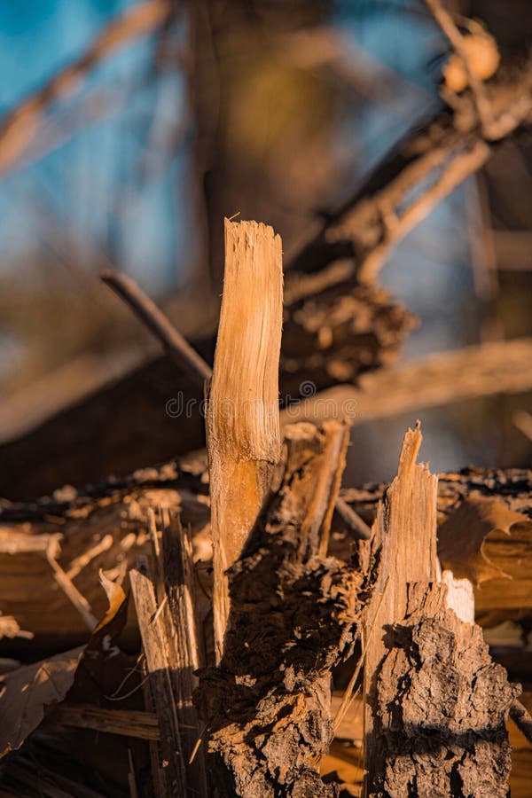 Messy Tree Stump from Fallen Down Tree Stock Image - Image of trunk ...