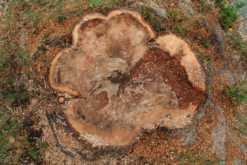 Messy Tree Stump stock photo. Image of ground, organic - 127047152
