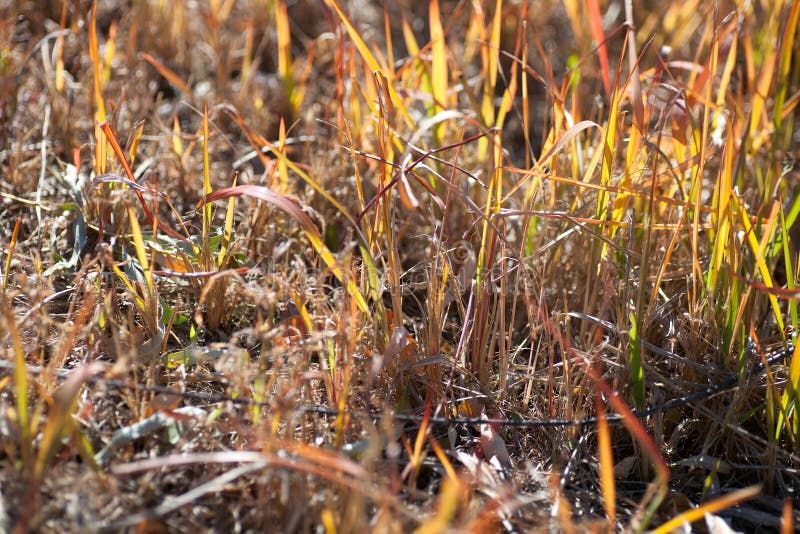A Messy Autumn Leaves stock photo. Image of leaves, autumn - 105033718