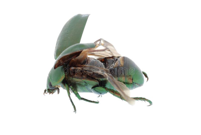 Mestkever stock foto. Image of vliegen, landbouw, hoorn - 14477954