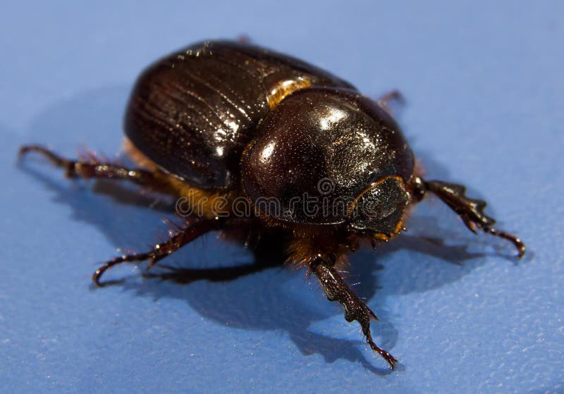 Mestkever stock foto. Image of beroemd, historisch, vruchtbaarheid ...