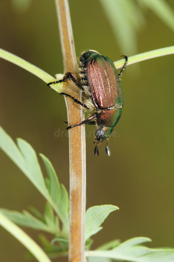 Bruine mestkever stock foto. Image of achtergrond, wild - 39992136
