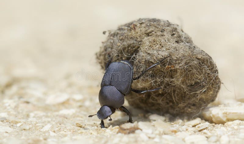 Mestkever met mestbal stock foto. Image of belemmering - 41130132