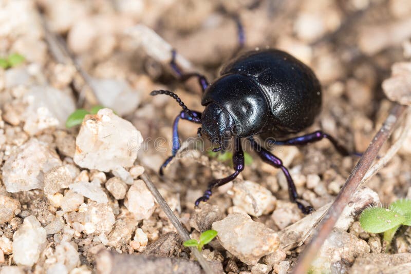 Mestkever op het gebied stock afbeelding. Image of mest - 94664151