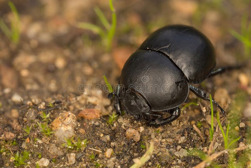 Mestkever op het gebied stock afbeelding. Image of mest - 94664151