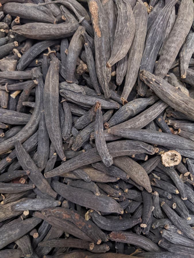 Mesua Ferrea or Nagkesar Spice, Sringeri, Karnataka Stock Image - Image ...