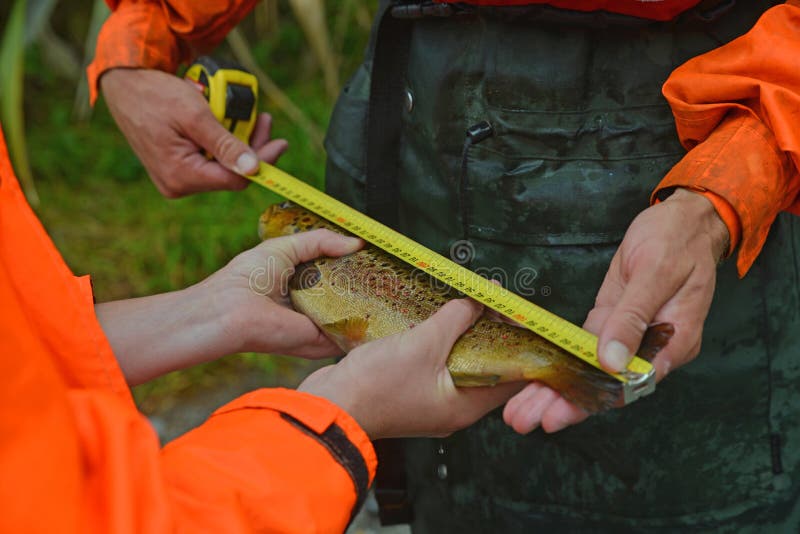 Système De Mesure Envahissant Pour La Surveillance De Tension ...